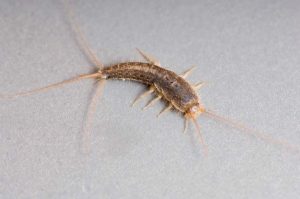 How to keep cockroaches at bay on board – Yachting World