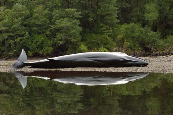 Coastal Chile: uncovering the truth behind a mass whale stranding ...
