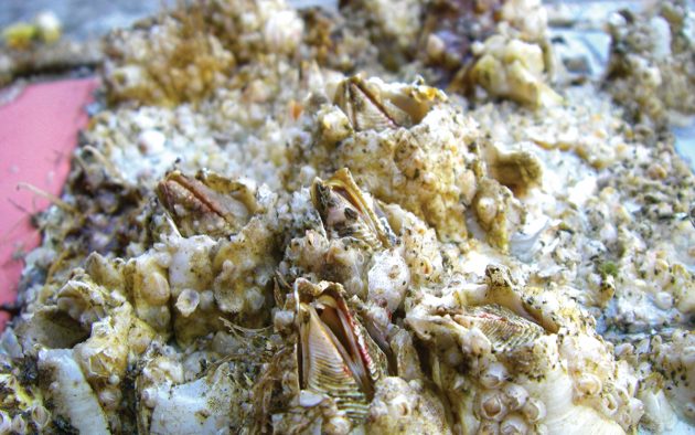 How extreme barnacle growth hobbled the 2018-19 Golden Globe Race fleet