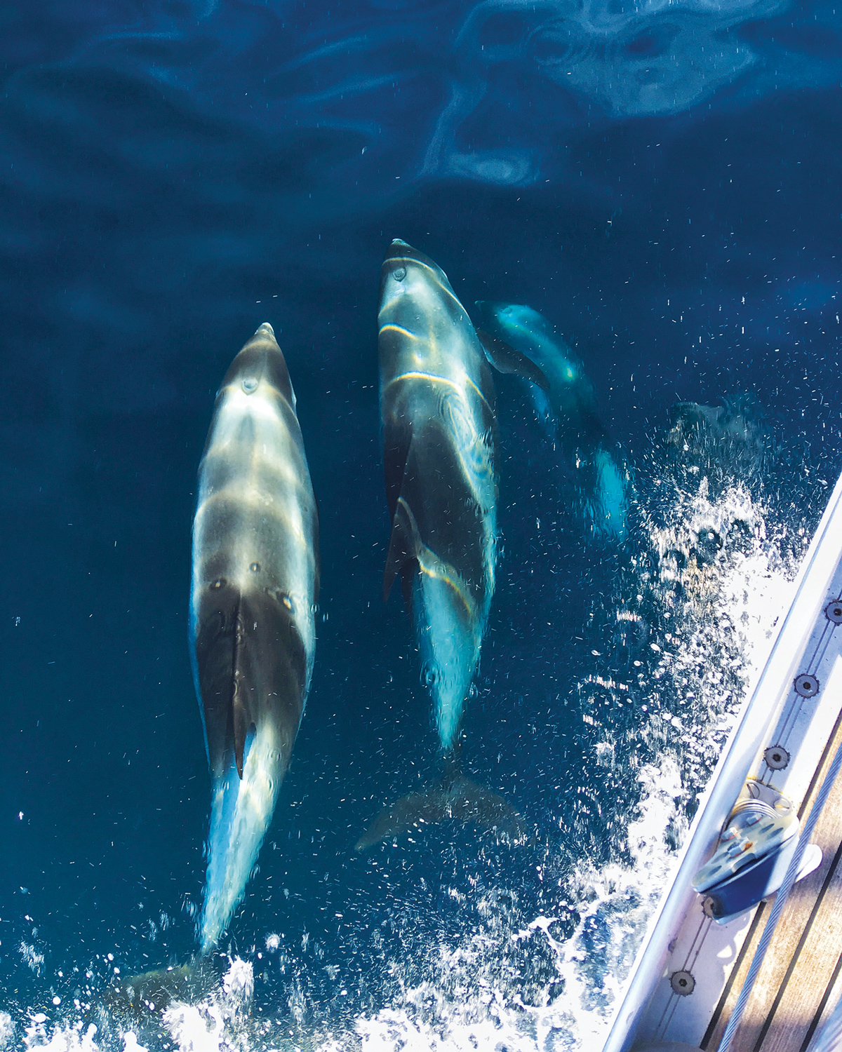 Sailing Newfoundland: Swan 59 skipper shares his summer on ice