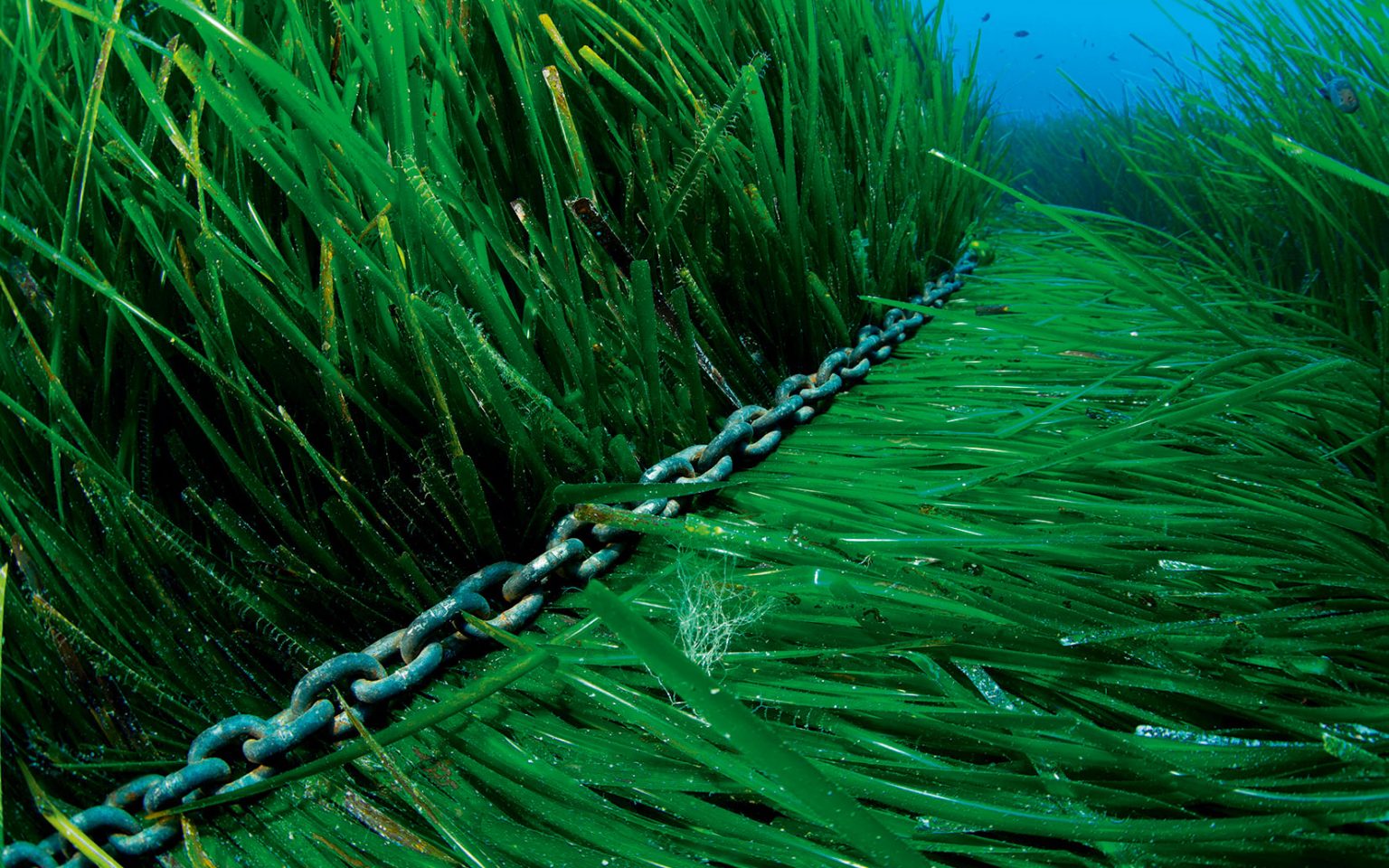 Eco-friendly anchoring: how to preserve the seabed - Yachting World