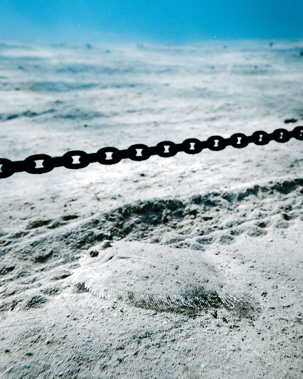 Eco-friendly anchoring: how to preserve the seabed - Yachting World