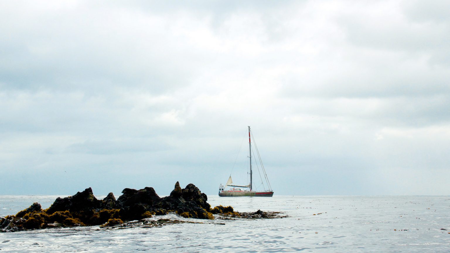 Skip Novak’s Mission to Save the Albatross - Yachting World