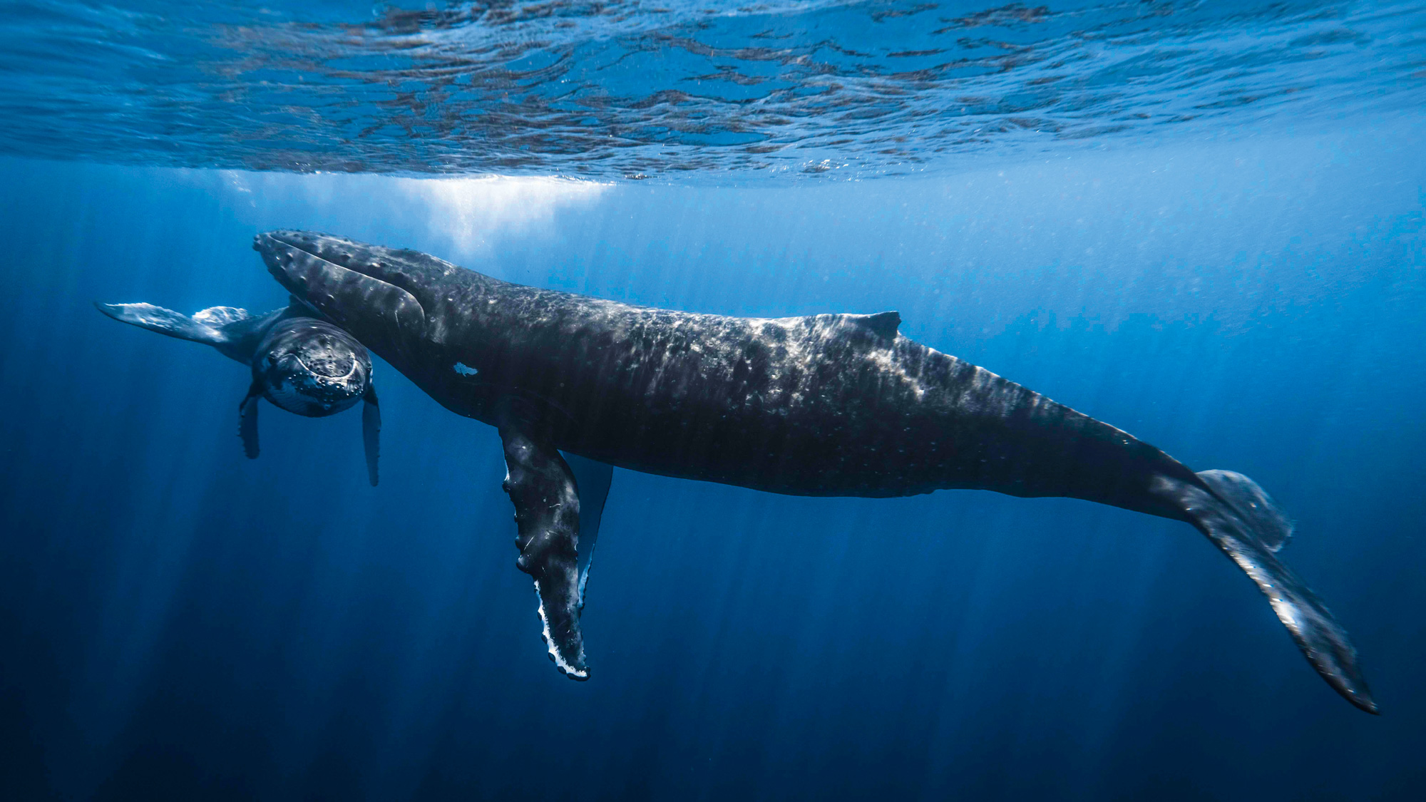 Swimming with humpback whales - Yachting World