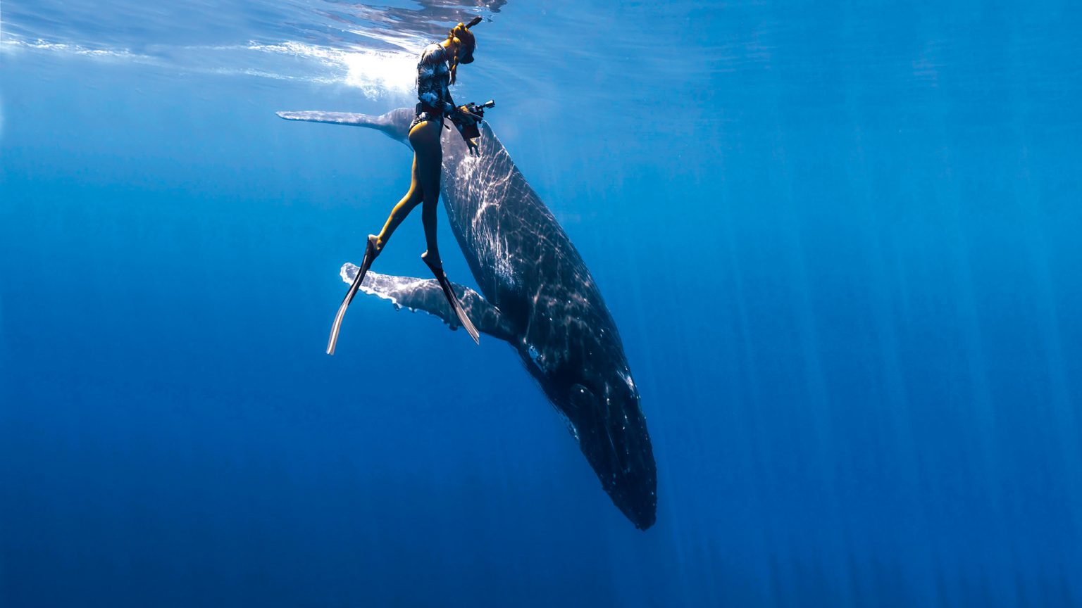 Swimming with humpback whales - Top Cruise Trips