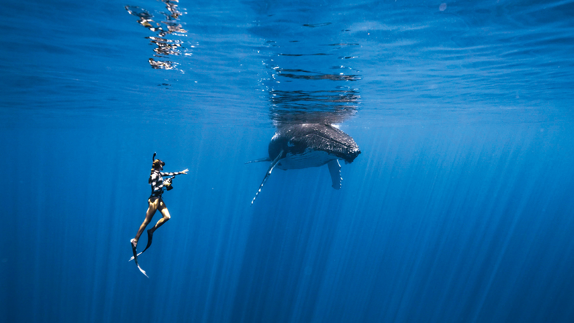 Swimming with humpback whales - Top Cruise Trips