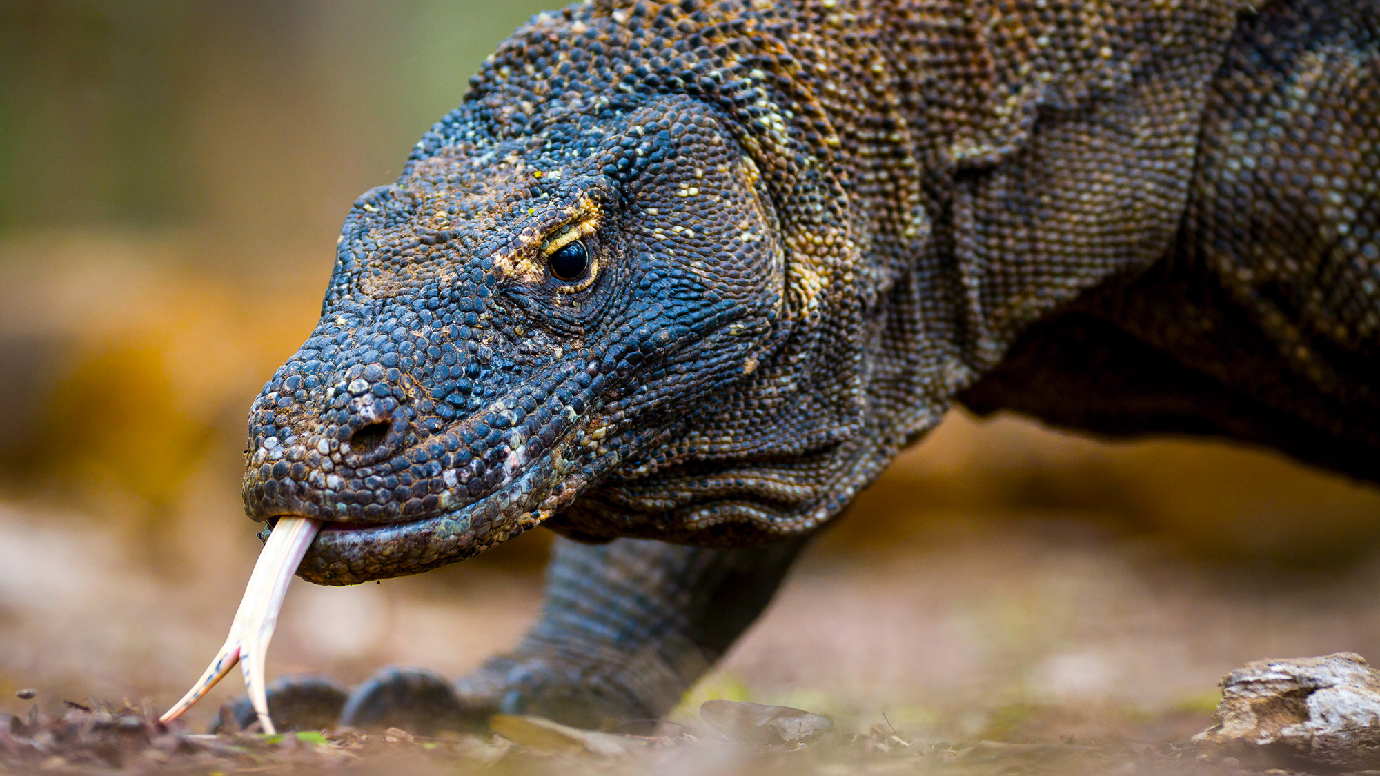 The land of four kings: discovering Indonesia by yacht - Yachting World