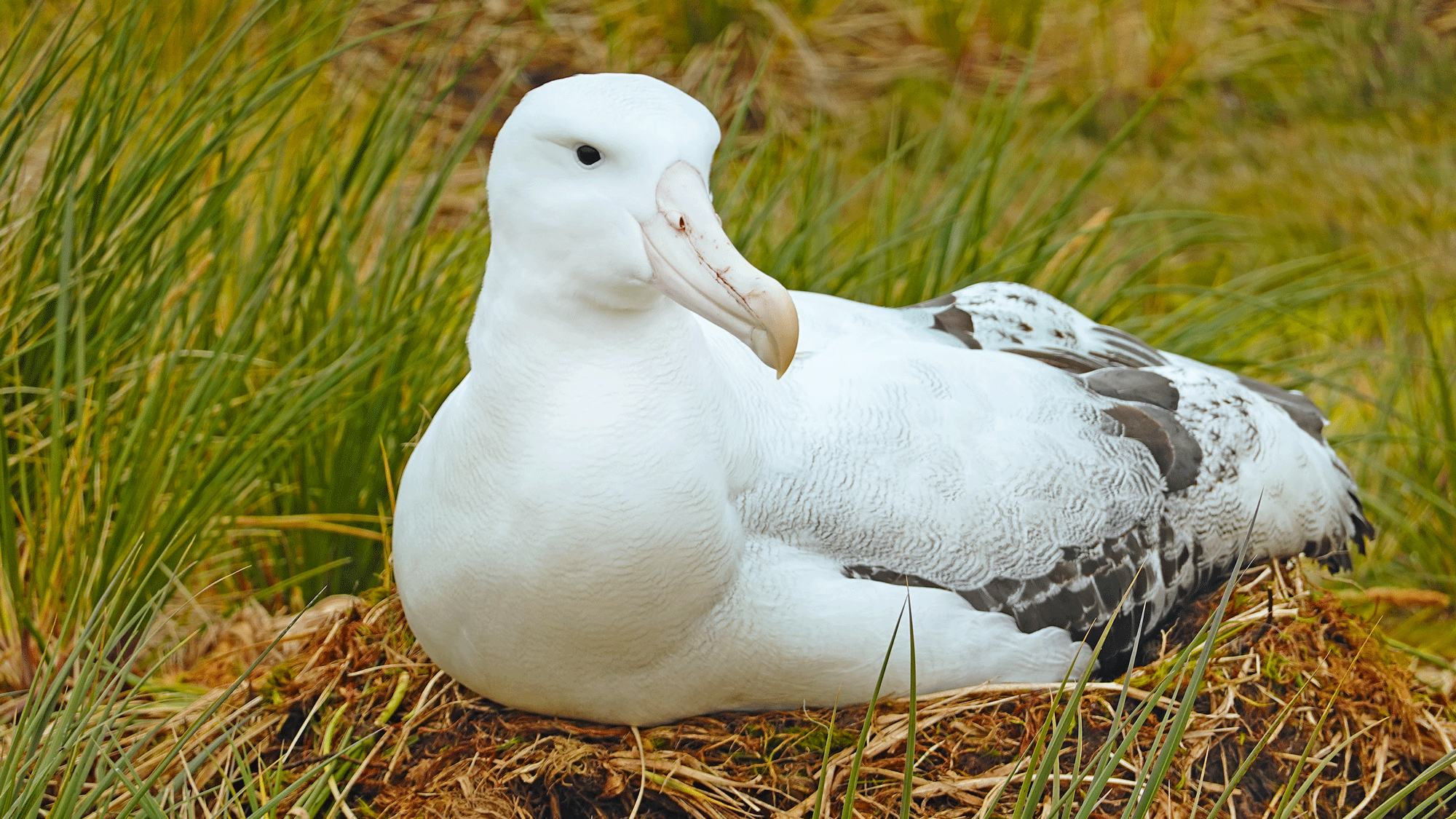 Skip Novak's sailing adventure to survey endangered albatross: ‘We ...