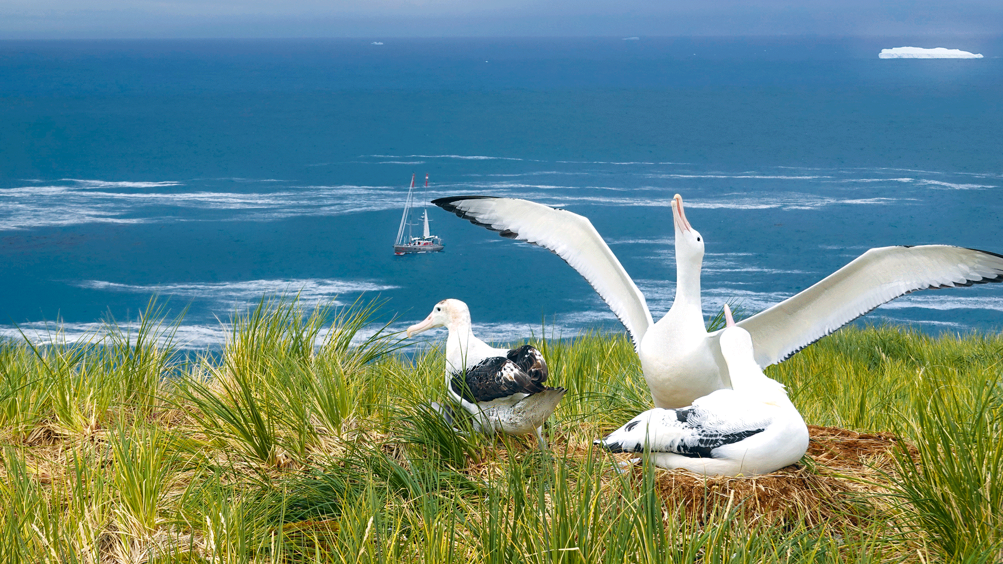 Skip Novak's sailing adventure to survey endangered albatross: ‘We ...