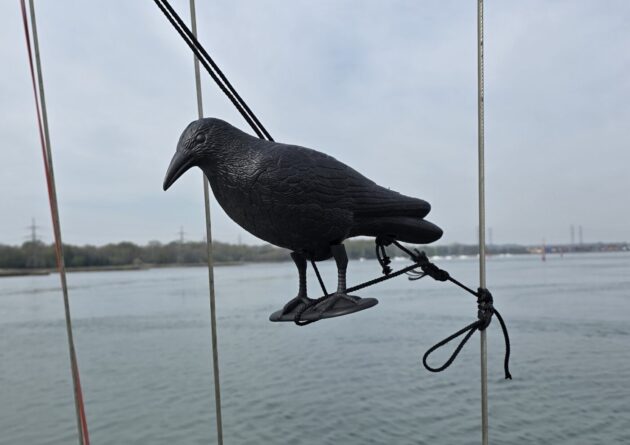 Best Bird Scarer test: I'm trying out every bird scarer on the market