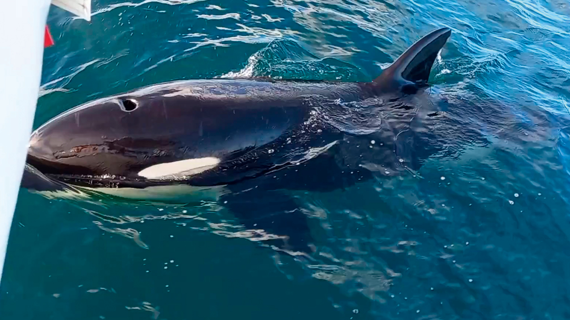 New approach to reduce the chance of whale strikes in yachts