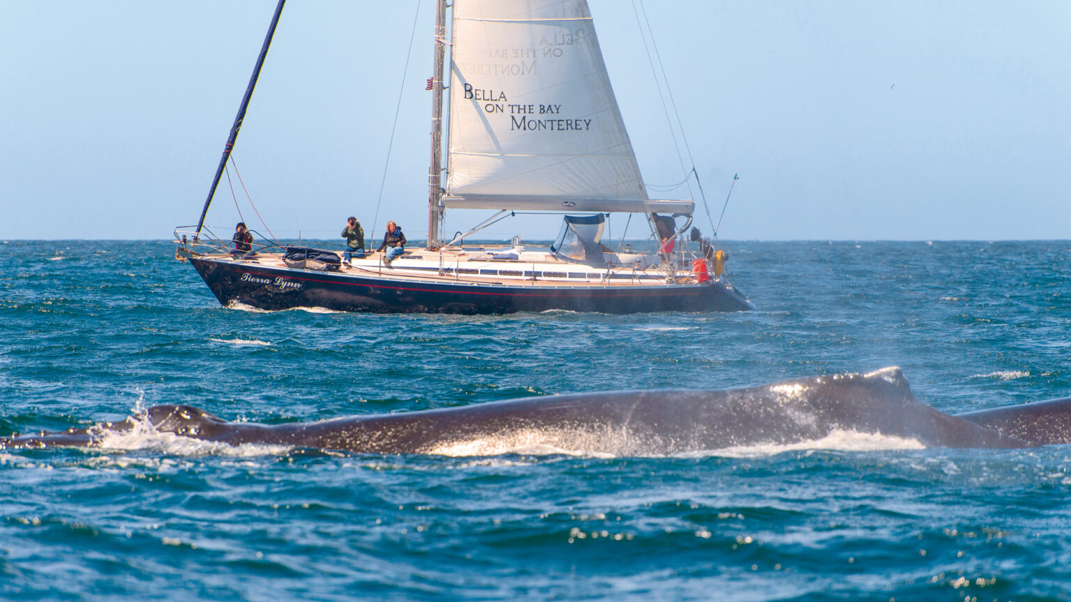 New approach to reduce the chance of whale strikes in yachts