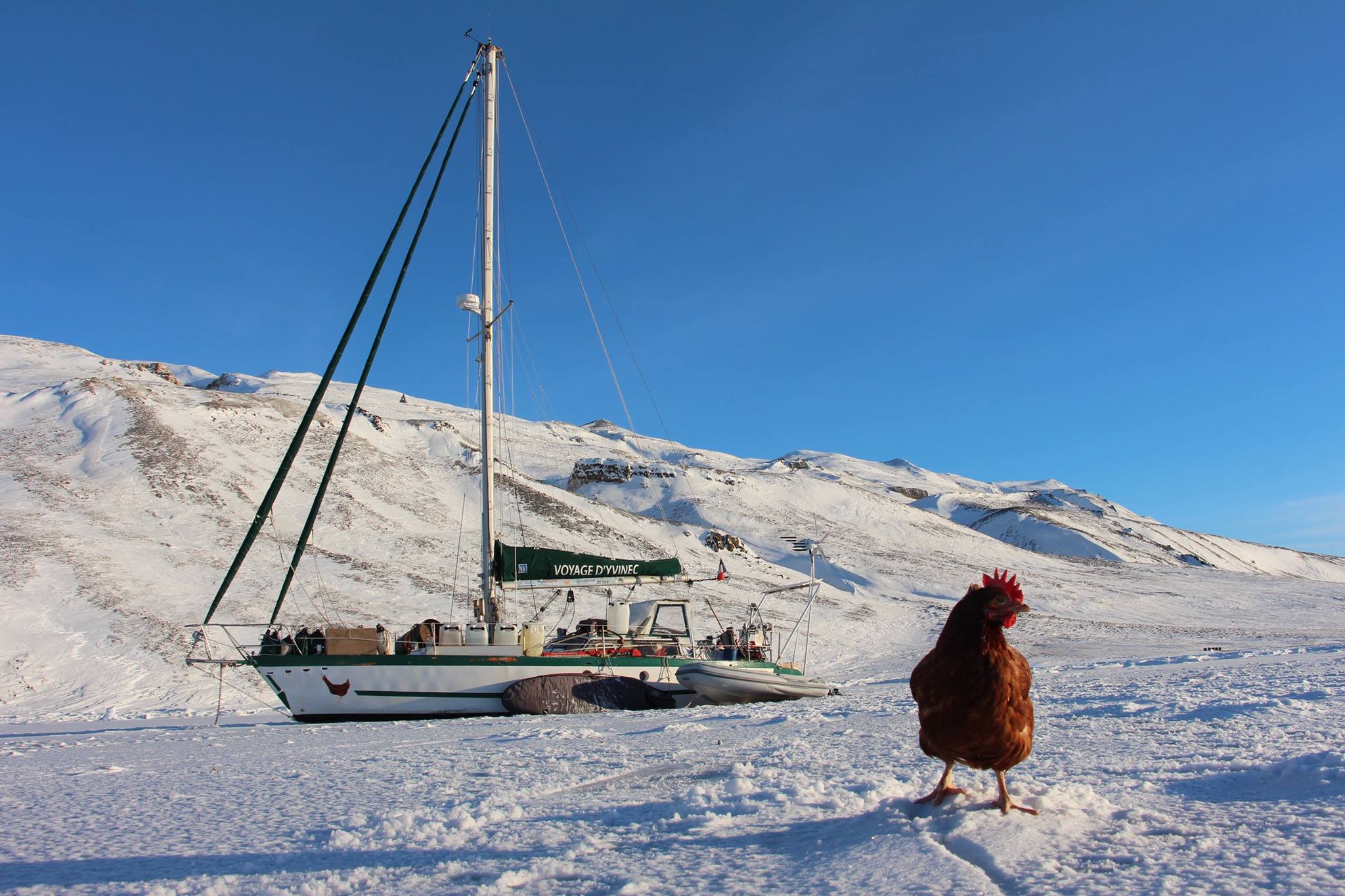 French sailor and his pet red hen make it through the Northwest Passage ...