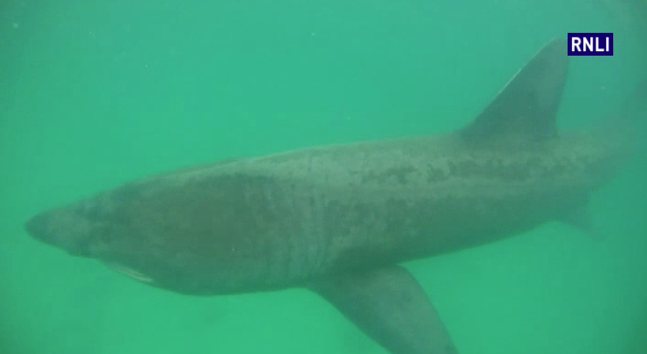Video: Gentle basking sharks captured off Cornwall - YBW