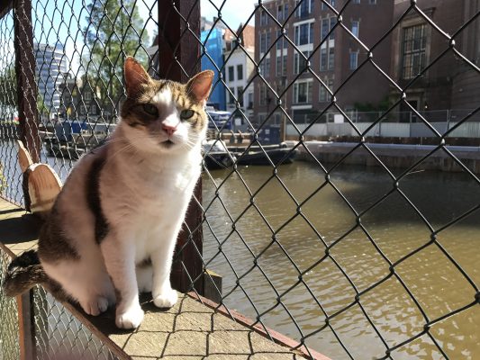 The Catboat: A floating sanctuary for felines in the heart of Amsterdam ...
