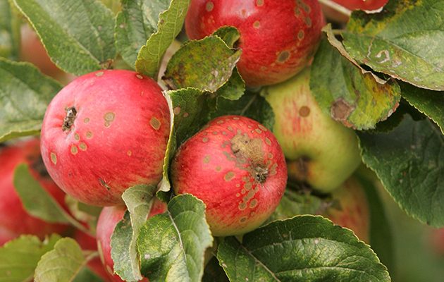 How To Make Your Own Cider The Field