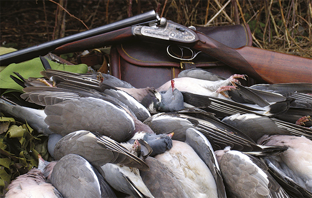 Pigeon shooting in Oxfordshire - The Field