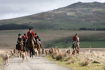 cornwall fox hunts