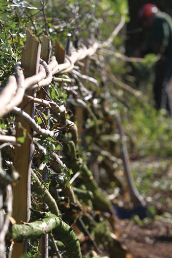 Hedgelaying - The Field