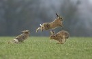 Hare mythology - hares in folklore, hare symbolism and boxing hares