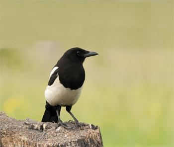 Can I Shoot Magpies In My Garden Uk | Fasci Garden