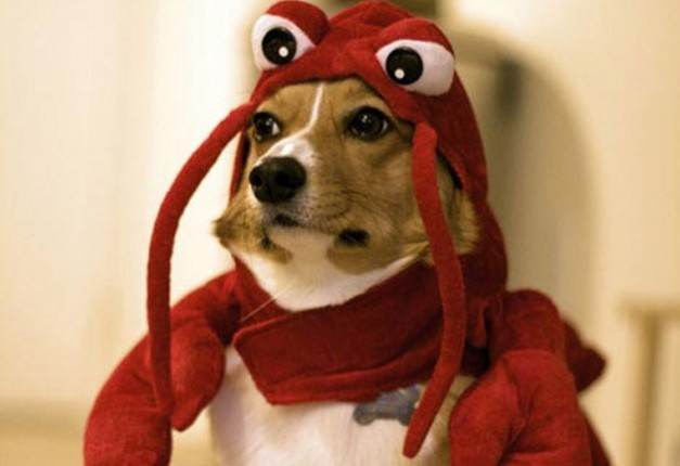 13 Halloween pet costumes gone badly wrong - The Field