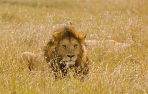 Best safari destinations in Africa. Which country? - The Field