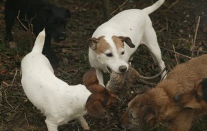 Ratting with terriers. Which terrier breed is best at the job?