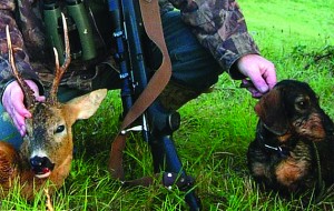 Teckels: the wire-haired dachshund is a sporting sausage dog - The Field