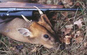 Muntjac: the smallest deer gives sporting stalking - The Field