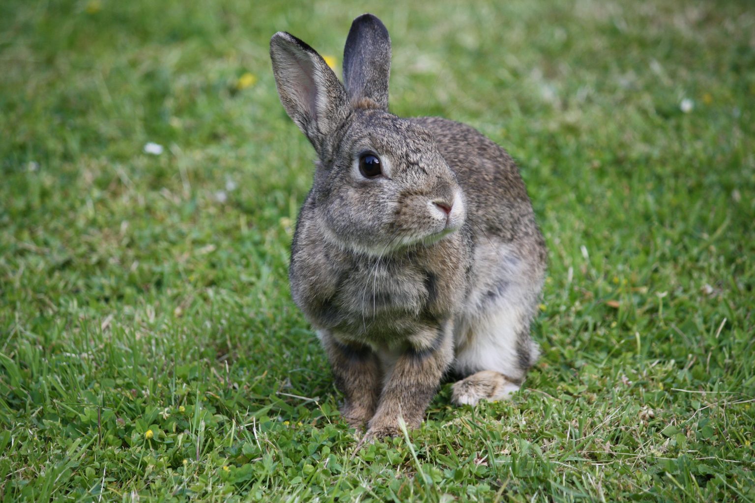 Rabbit shooting: Airgunning for summer rabbits - The Field