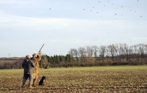 12 top tips for the new partridge shooting season - The Field