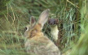 Stoats and weasels: the wild wooders - The Field