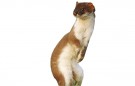 Stoats and weasels: the wild wooders - The Field