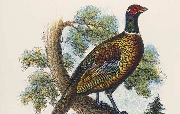 Caucasian pheasant: the Old English Blackneck - The Field