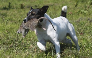 The Jack Russell Terrier: keep them mutts - The Field