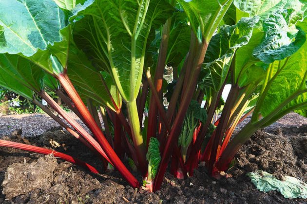 Grow rhubarb - how to revive old plants and get a fruitful crop