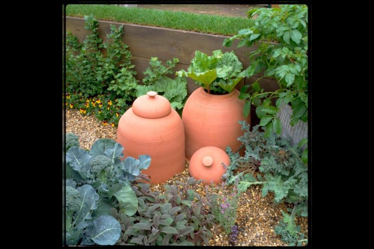 Rhubarb Triangle - growing one of Yorkshire's greatest exports