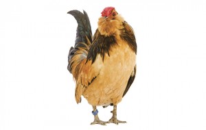 Best duck breeds to keep in the garden chosen by The Field