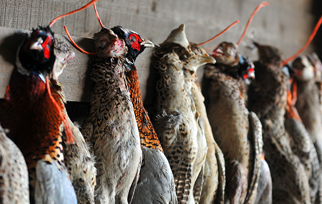Best pheasant recipes from The Field magazine, for the whole season.