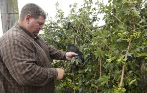 George Digweed's ultimate pigeon decoying guide - written for The Field