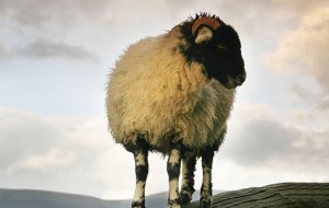 Sheep breeds: why we're always a little sheepish - The Field