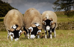 Sheep breeds: why we're always a little sheepish - The Field