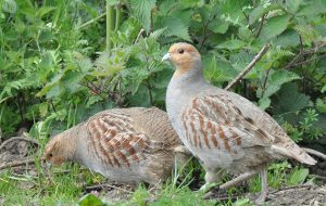 Grey partridge - 9 facts to know about the bird