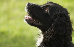Why are peg dogs no longer welcome in the line? - The Field