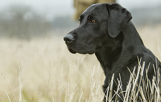Why are peg dogs no longer welcome in the line? - The Field