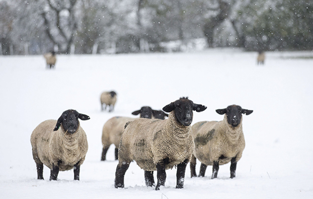 The life of a stockman in winter - The Field