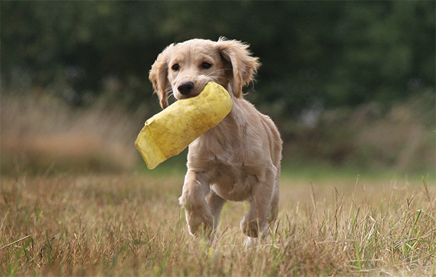 When to start training a gundog puppy and what to avoid doing