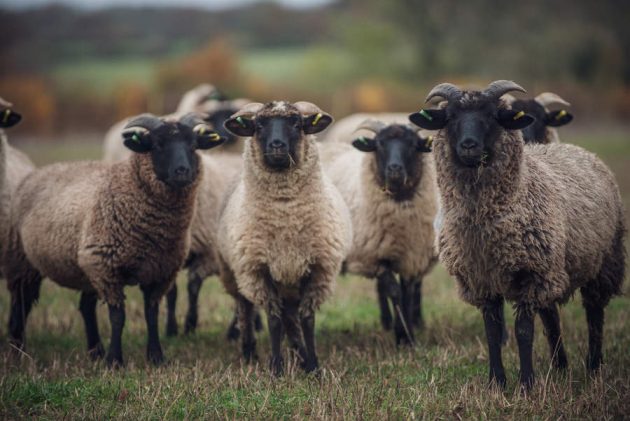 Stuffed and rolled shoulder of hogget. The perfect Easter joint - The Field