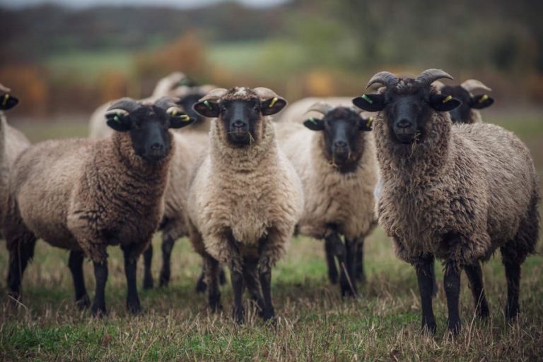 Stuffed and rolled shoulder of hogget. The perfect Easter joint - The Field